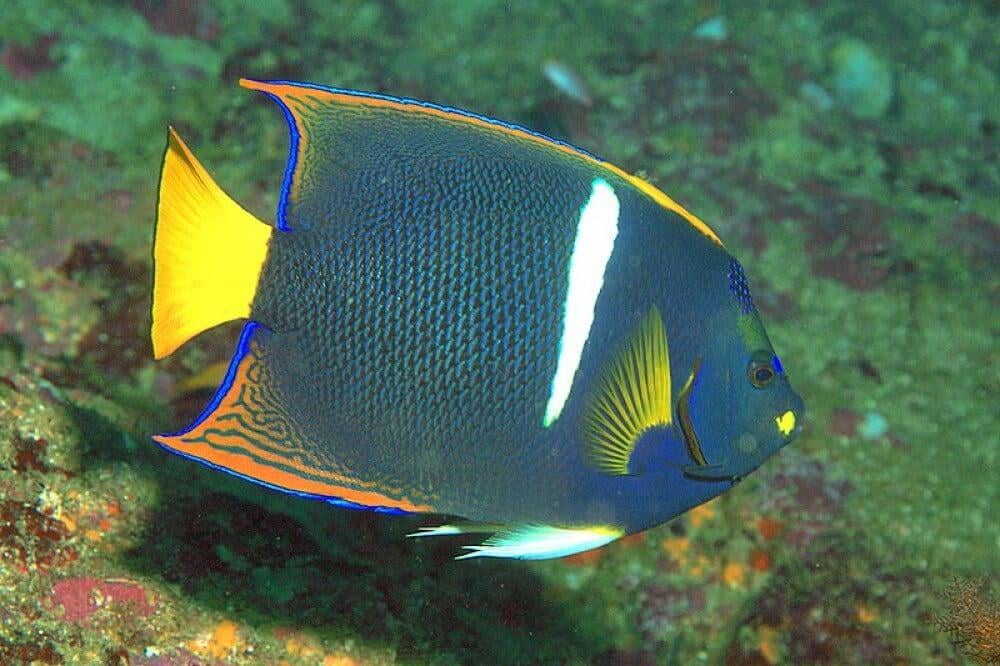 Our Coral Reef Conservation Community