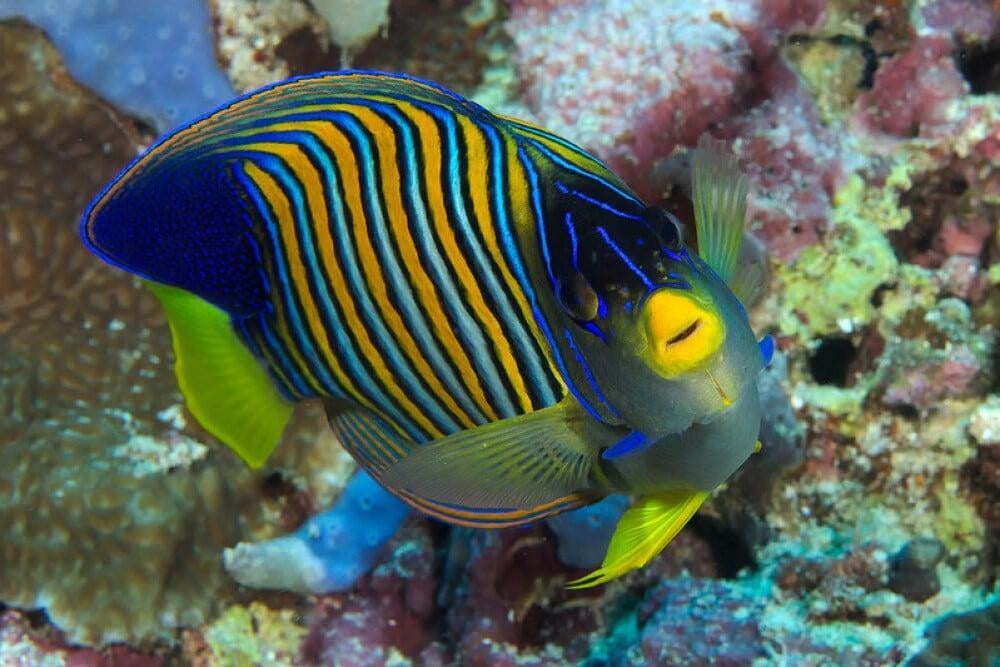 Our Coral Reef Conservation Community